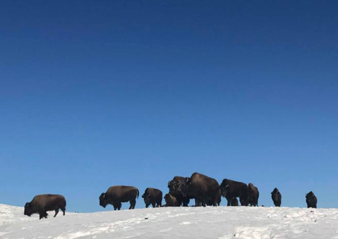 Methylene Blue Collagen Cream – Marrow & Tallow