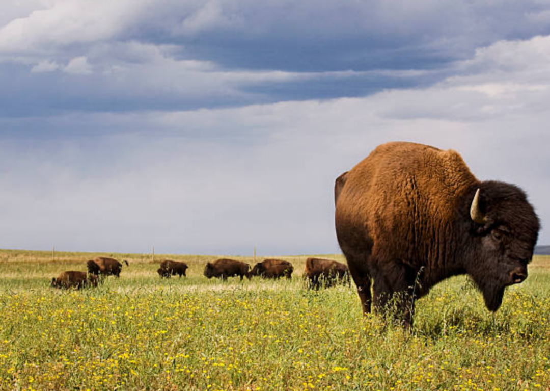 Methylene Blue Collagen Cream – Marrow & Tallow