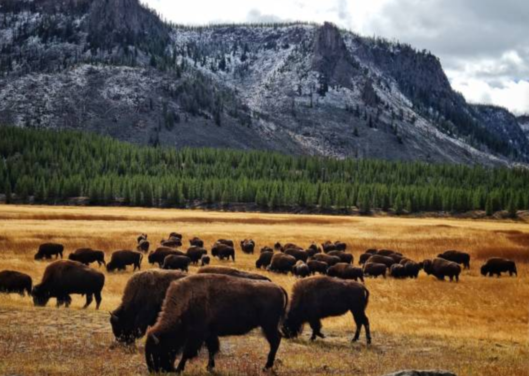 Methylene Blue Collagen Cream – Marrow & Tallow